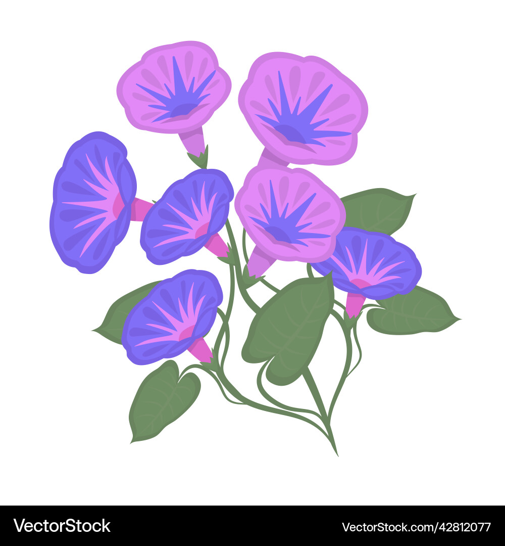 Morning glories colorful Royalty Free Vector Image