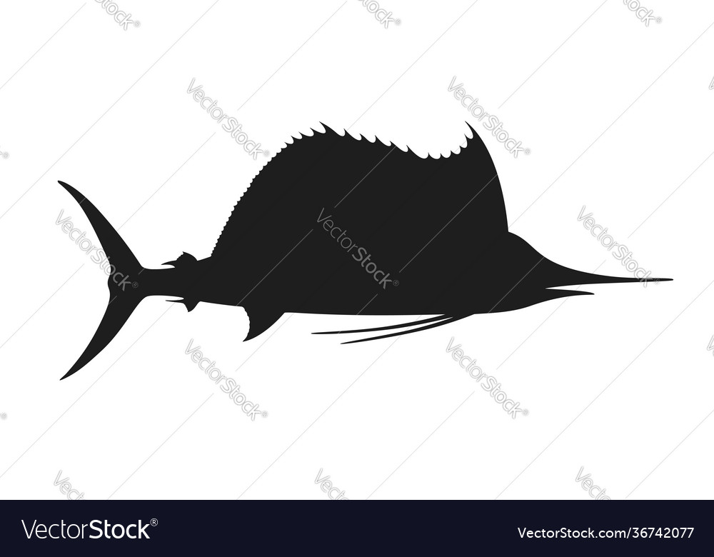 Sailfish Royalty Free Vector Image - VectorStock Sailfish Royalty Free Vector Image - VectorStock