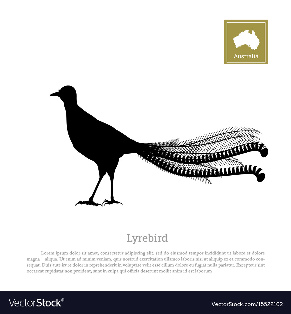 Black silhouette of lyrebird animals australia Vector Image