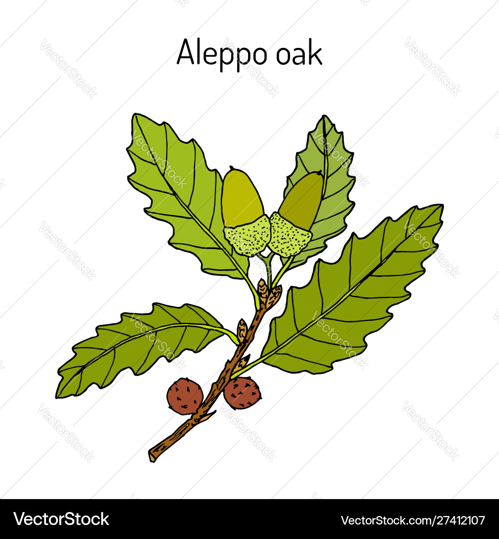 Aleppo oak quercus infectoria medicinal plant Vector Image