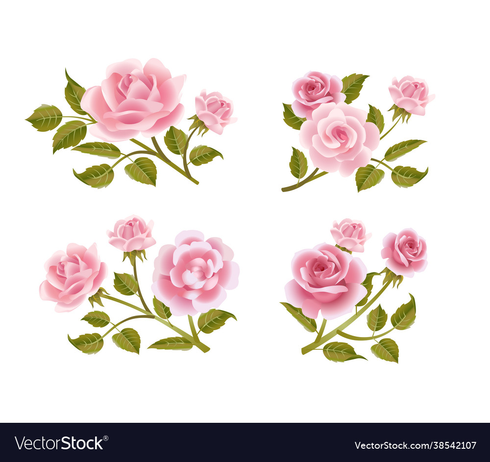 Rose buttonholes Royalty Free Vector Image - VectorStock