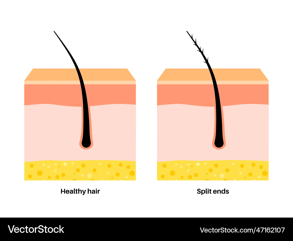 Split and normal hair Royalty Free Vector Image
