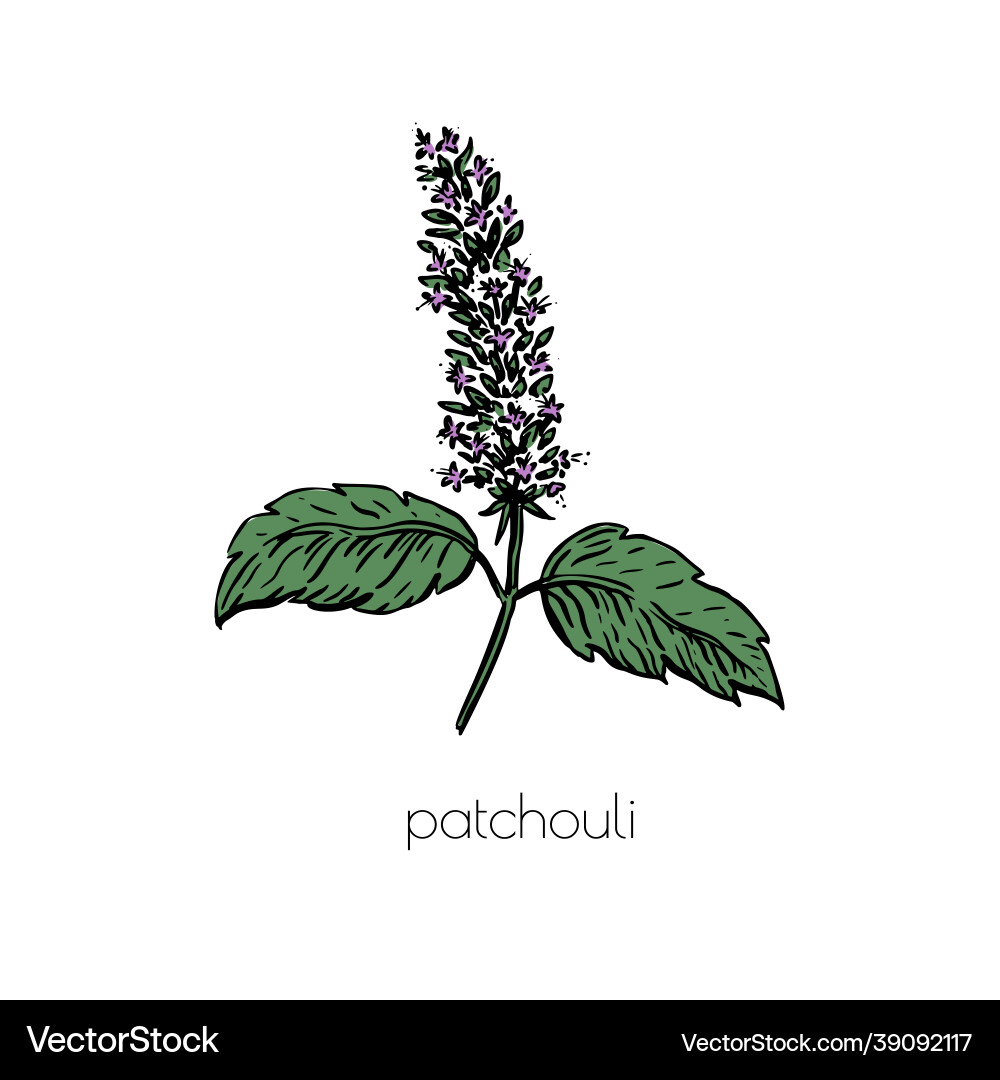 Patchouli sketch in vintage style nature Vector Image