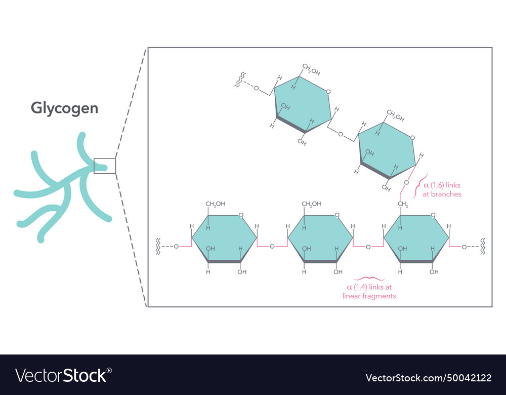 Glycogen Royalty Free Vector Image - VectorStock