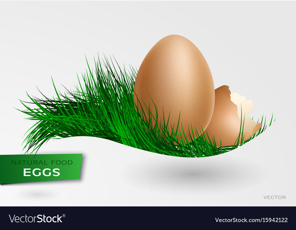Realistic egg Royalty Free Vector Image - VectorStock