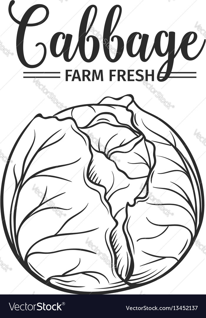 Hand drawn cabbage icon Royalty Free Vector Image