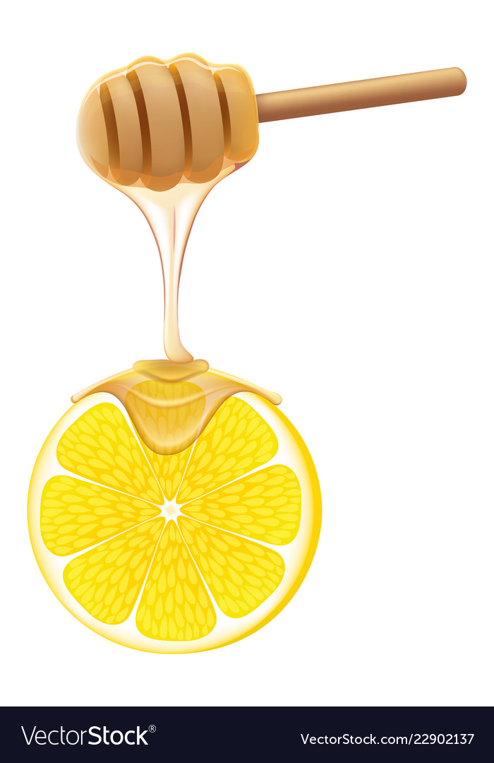 Honey lemon Royalty Free Vector Image - VectorStock