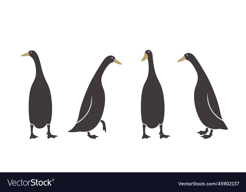Indian runner ducks Royalty Free Vector Image - VectorStock