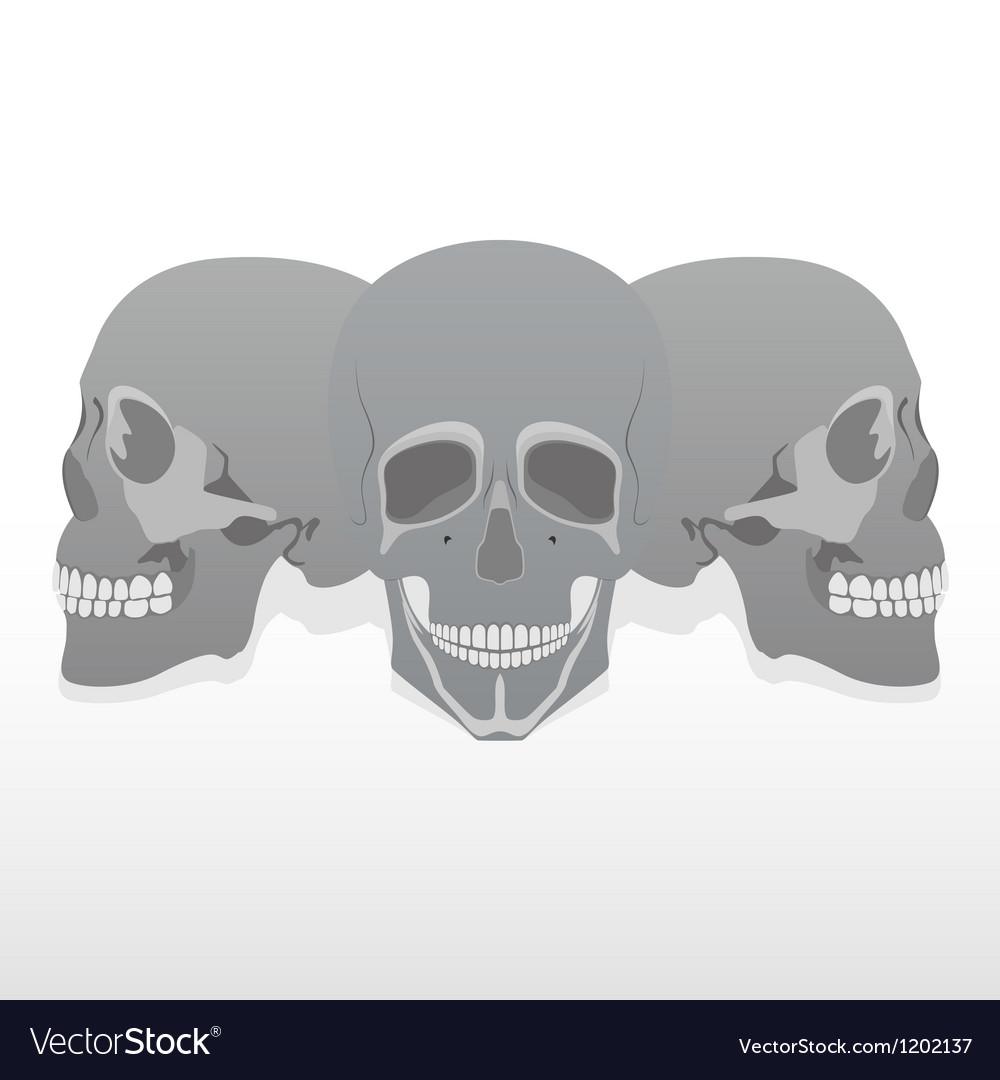 Skull Royalty Free Vector Image - VectorStock