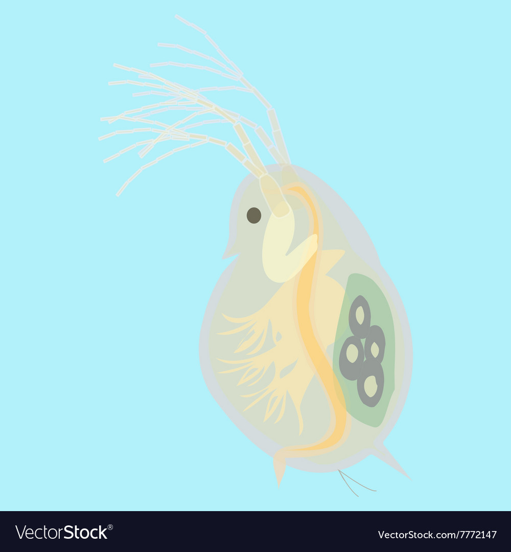 Daphnia Royalty Free Vector Image - VectorStock