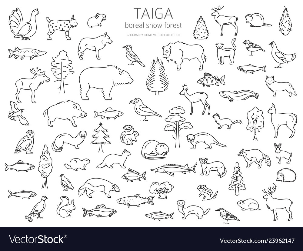 Taiga Coloring Pages