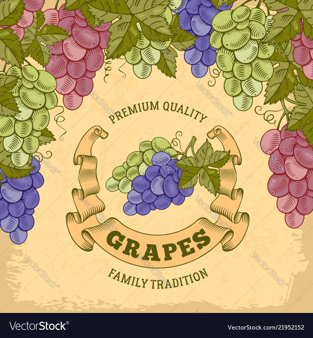 Grapes label Royalty Free Vector Image - VectorStock