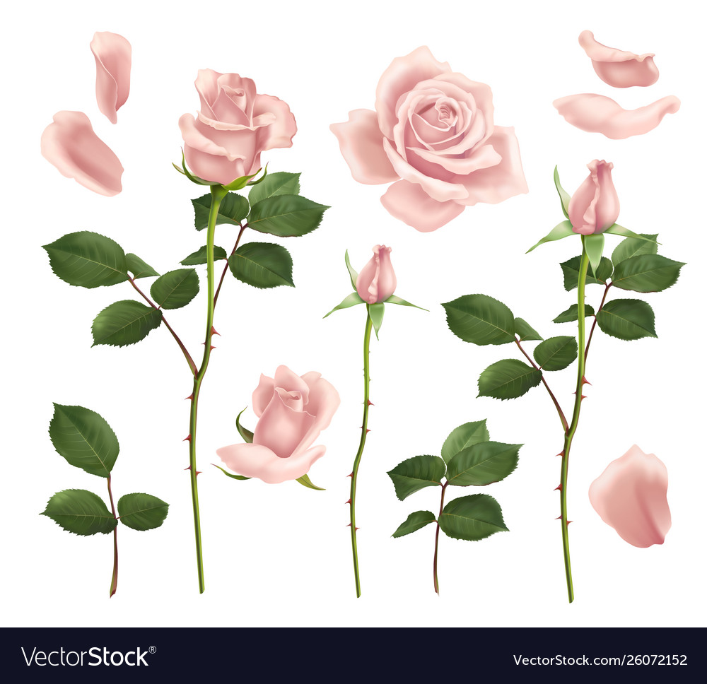 Rose realistic set Royalty Free Vector Image - VectorStock
