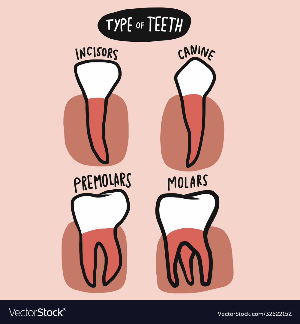 Type teeth Royalty Free Vector Image - VectorStock