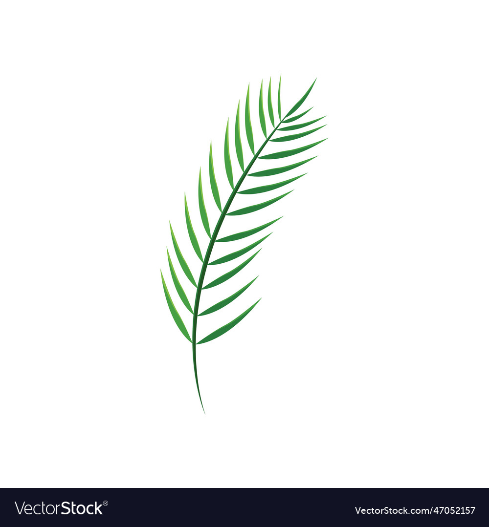 Palm leaf Royalty Free Vector Image - VectorStock