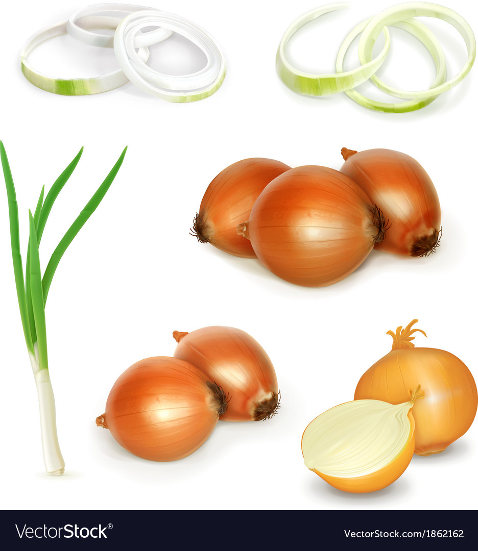 Onion set Royalty Free Vector Image - VectorStock