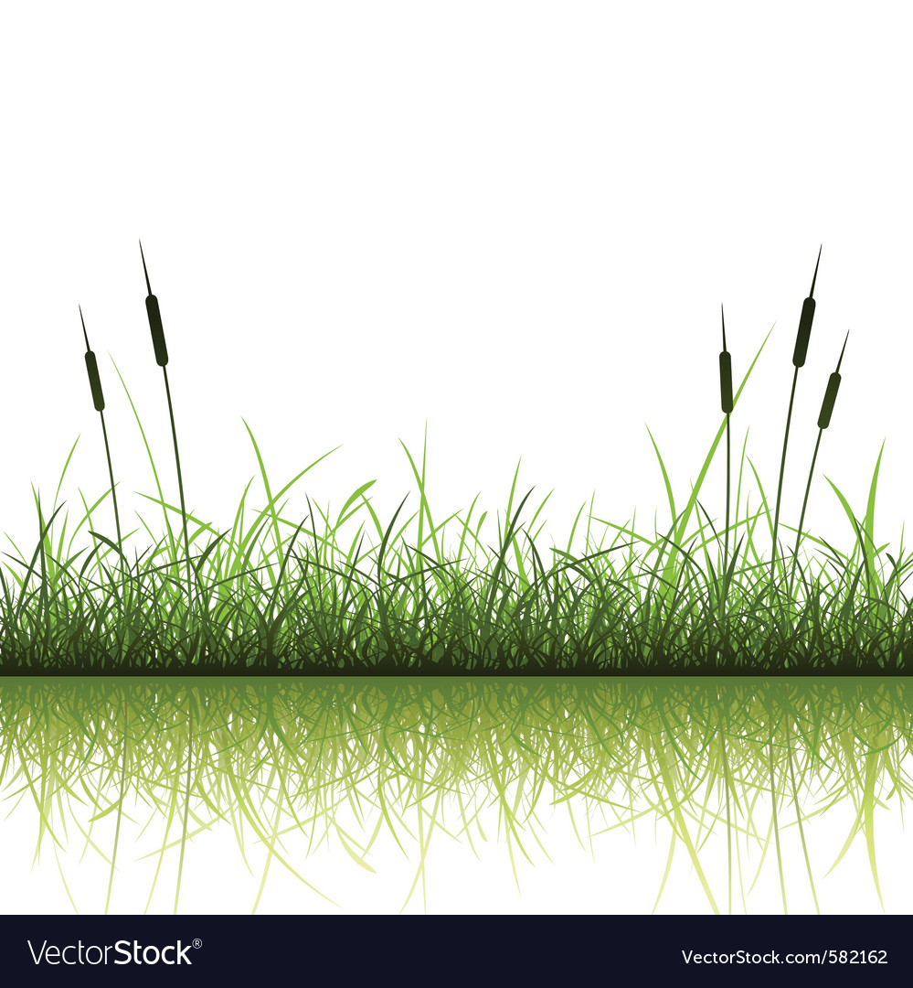 Reeds Royalty Free Vector Image - VectorStock
