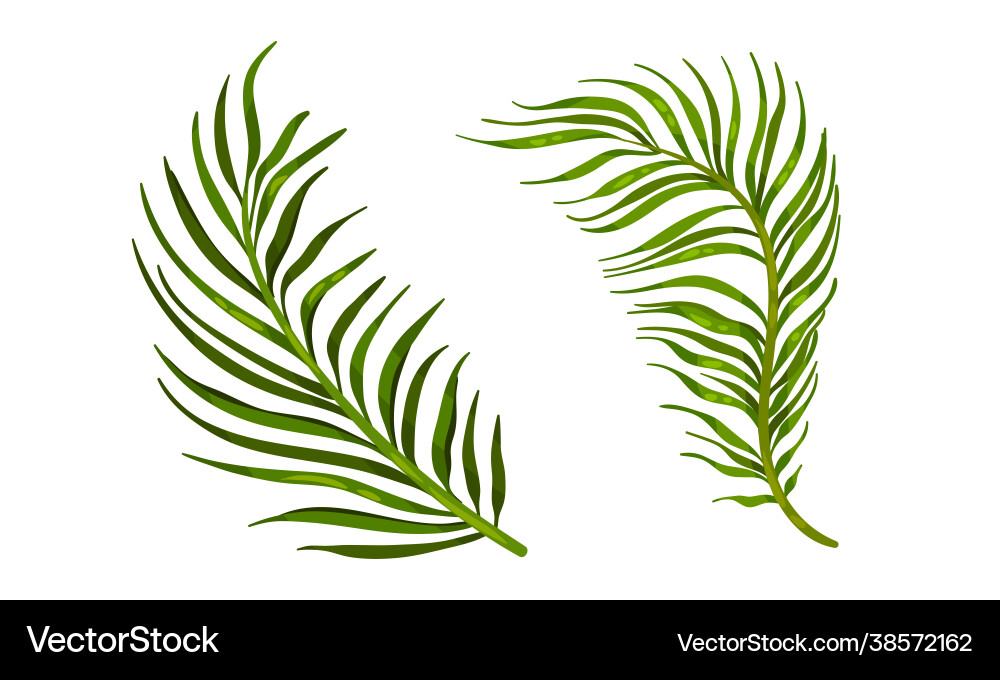 Tropical leaf on stem as exotic flora set Vector Image