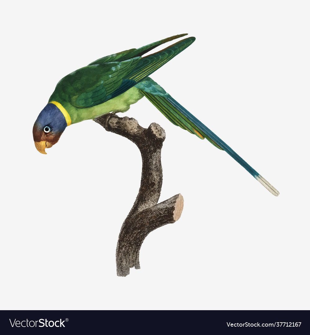 Plum-headed parakeet Royalty Free Vector Image