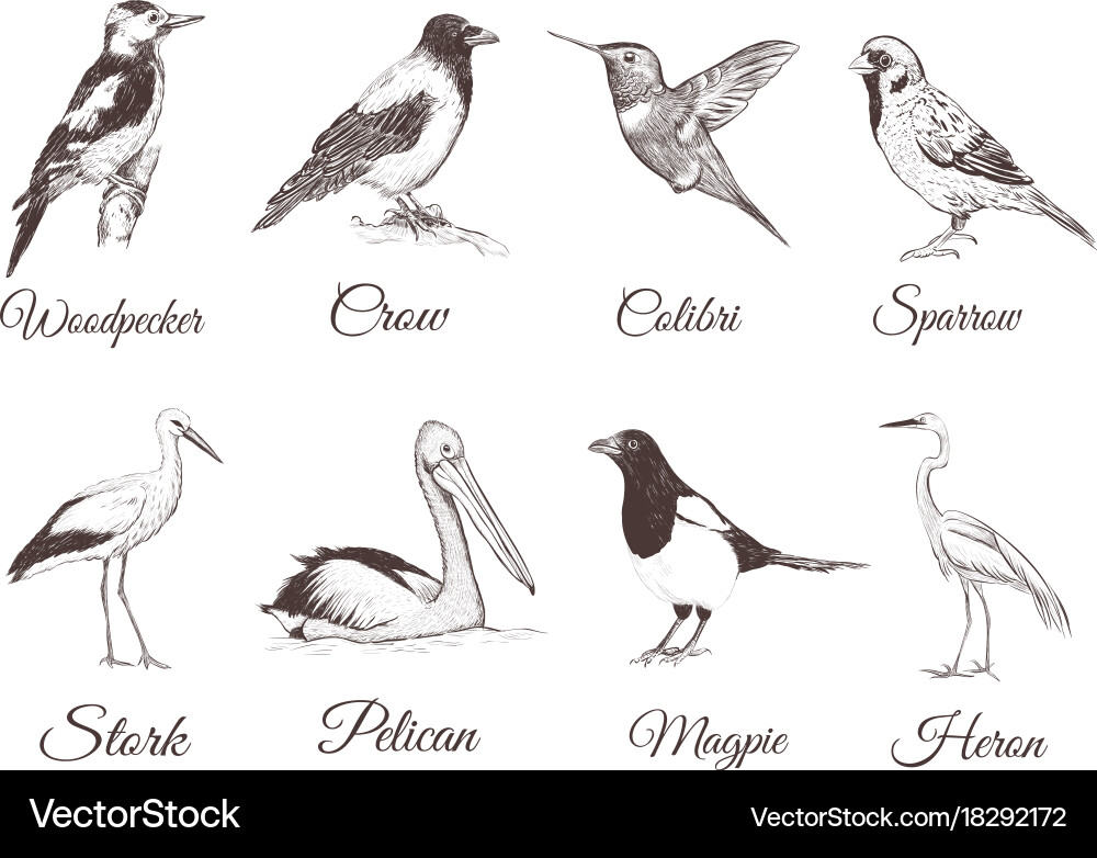 Birds set sketch collection of Royalty Free Vector Image