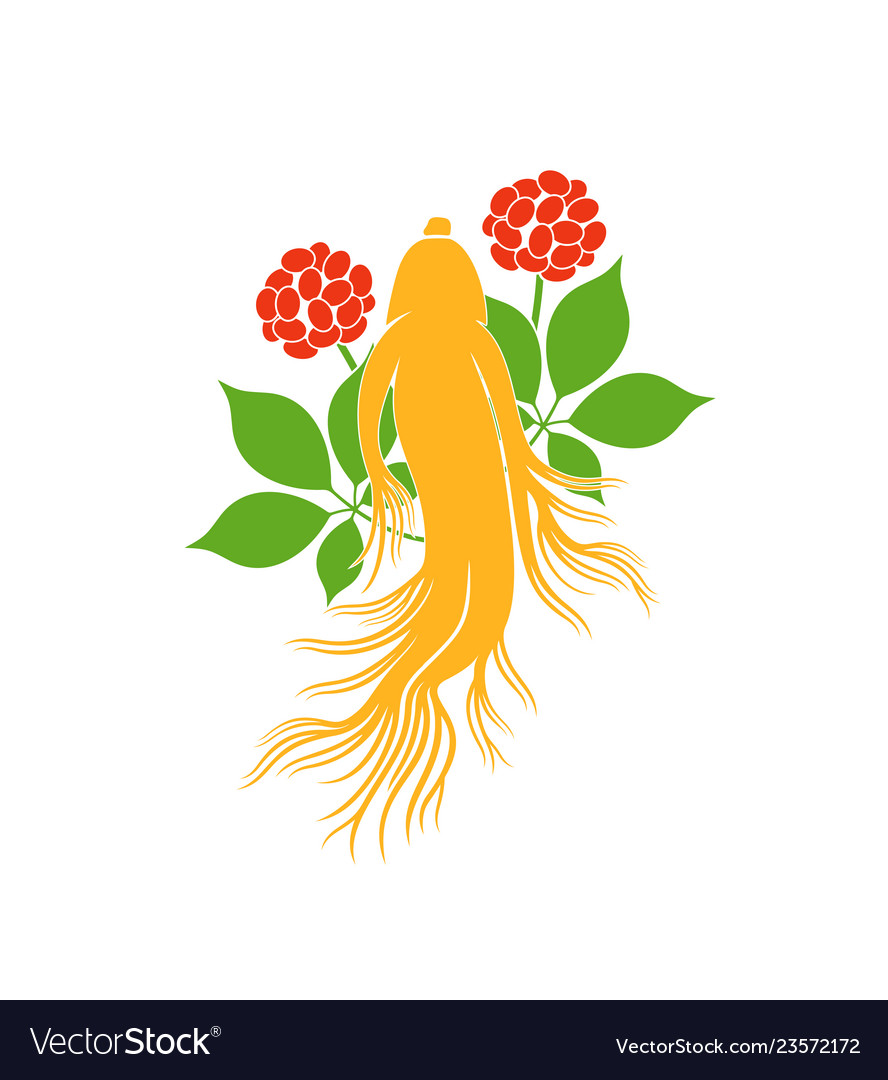 Ginseng Royalty Free Vector Image - VectorStock
