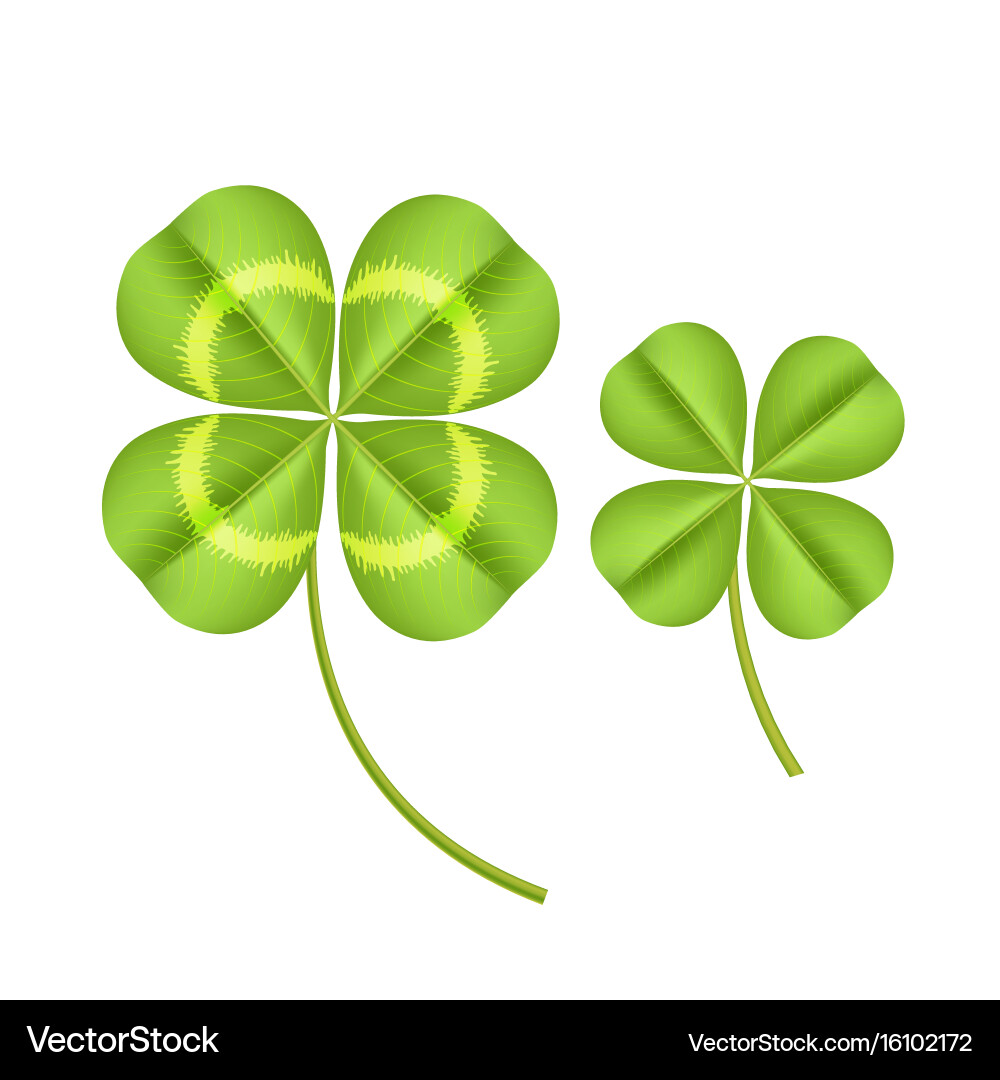 Realistic detailed clover green plant Royalty Free Vector
