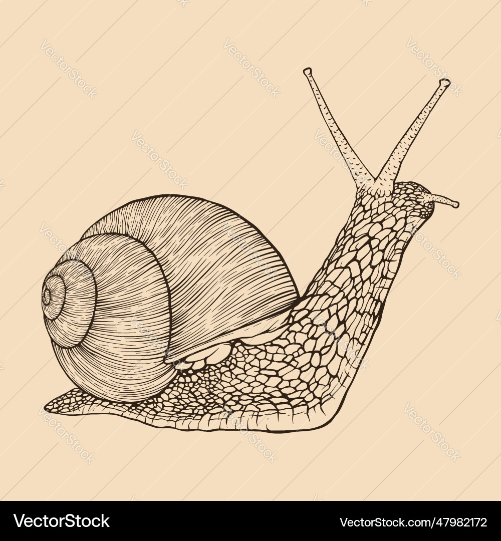 Snail hand drawn vintage line engraving style Vector Image