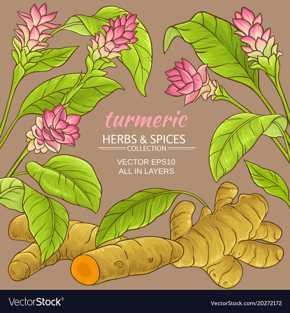 Turmeric frame Royalty Free Vector Image - VectorStock