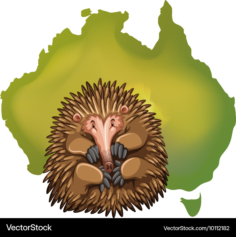 Echidna and australia map Royalty Free Vector Image