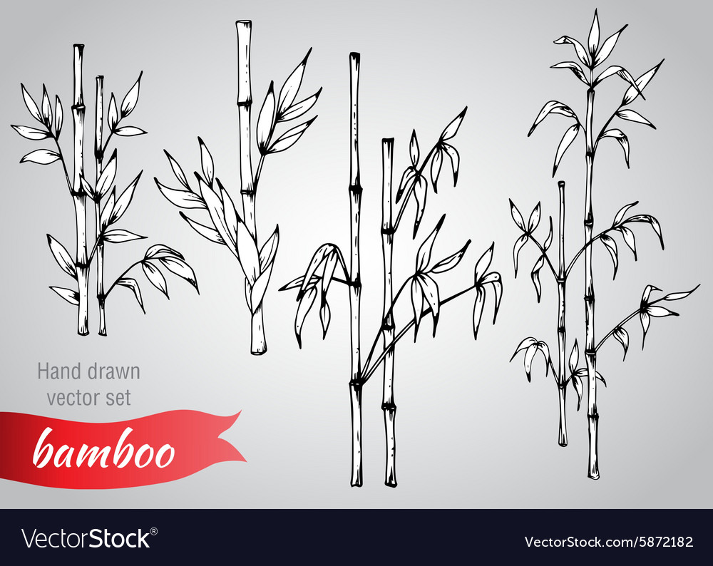 Set of hand drawn bamboo branches Royalty Free Vector Image Set of hand drawn bamboo branches Royalty Free Vector Image