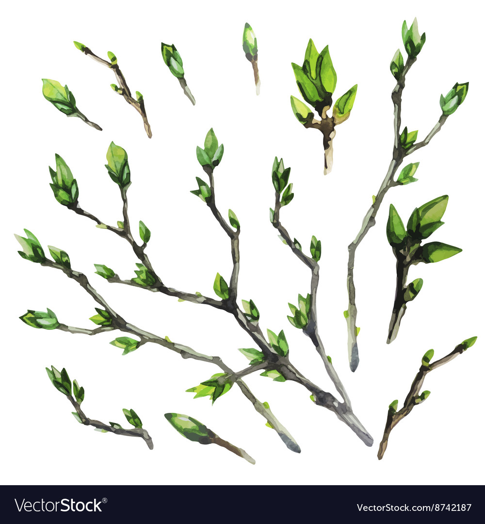 Watercolor spring branches Royalty Free Vector Image Watercolor spring branches Royalty Free Vector Image