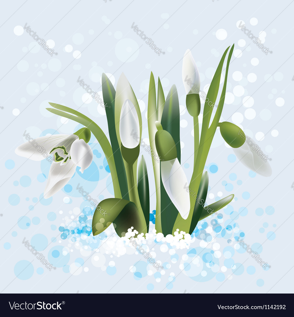 Snowdrop in snow Royalty Free Vector Image - VectorStock