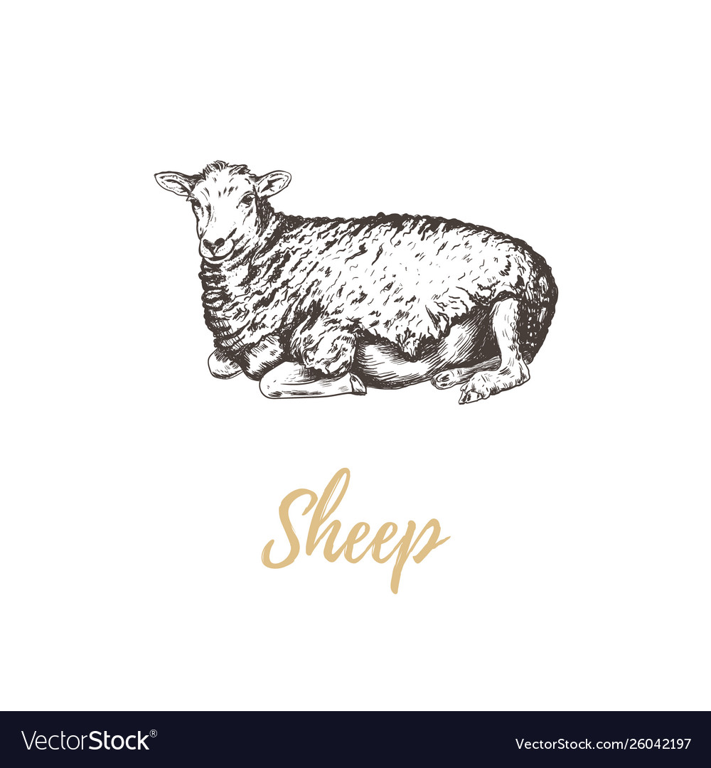 Sheep Royalty Free Vector Image - VectorStock
