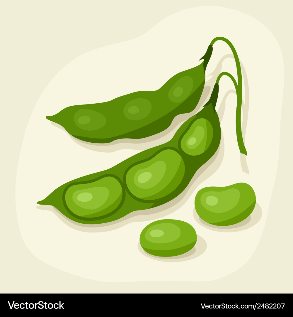 Stylized of fresh ripe bean pods Royalty Free Vector Image