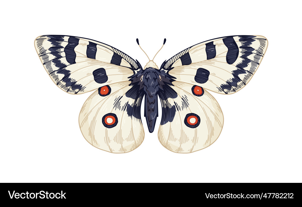 Parnassius apollo beautiful exotic butterfly Vector Image