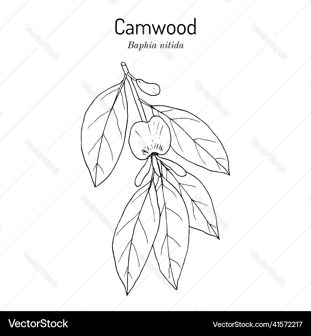 Camwood baphia nitida medicinal plant Royalty Free Vector