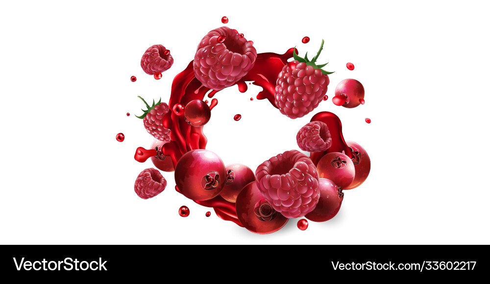 Cranberries and raspberries in a splash red Vector Image