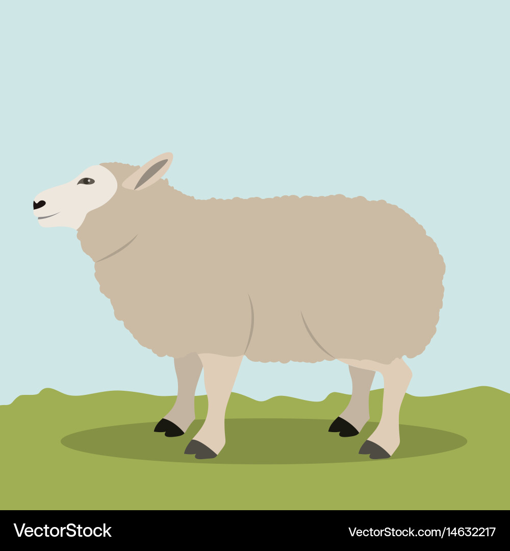 Lamb livestock animal design Royalty Free Vector Image