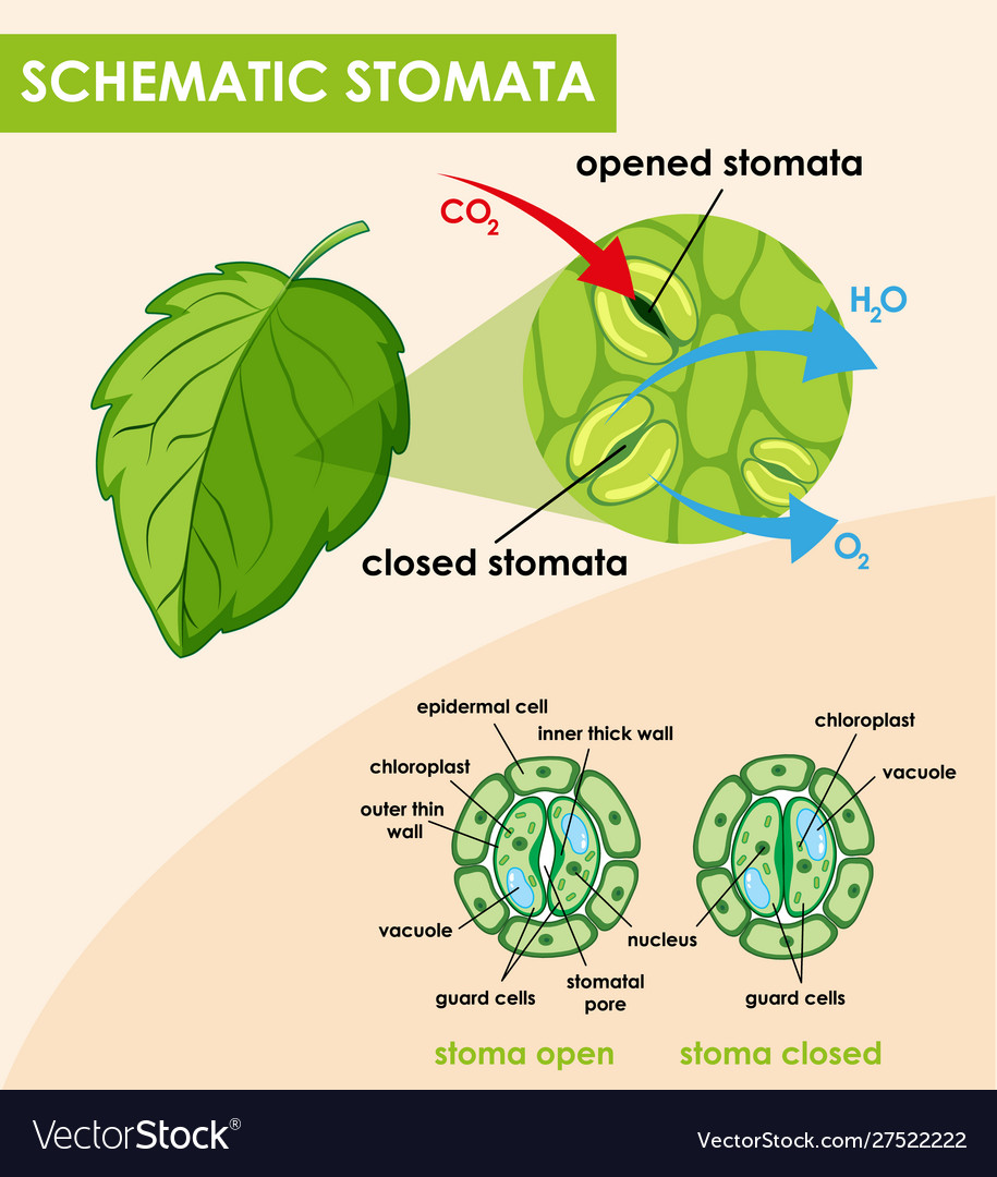 Diagram showing schematic stomata Royalty Free Vector Image Diagram showing schematic stomata Royalty Free Vector Image