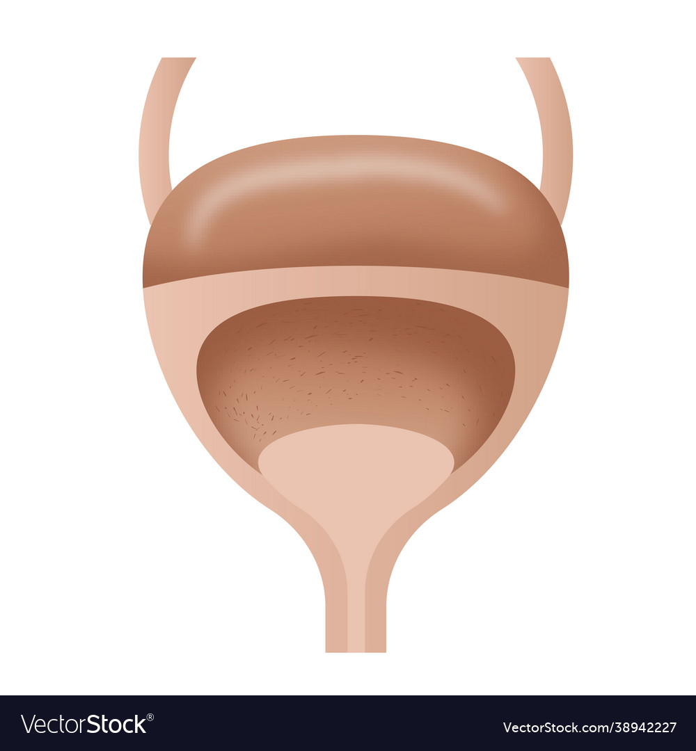 Urinary bladder Royalty Free Vector Image - VectorStock