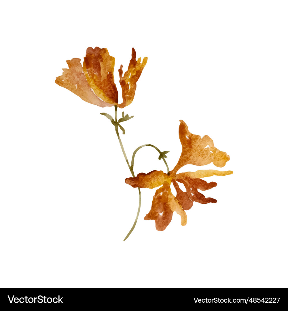 Watercolor dry abstract flower Royalty Free Vector Image