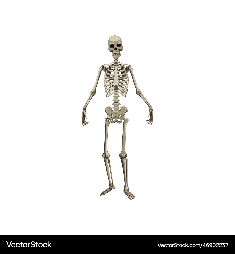Realistic human skeleton full body cartoon Vector Image
