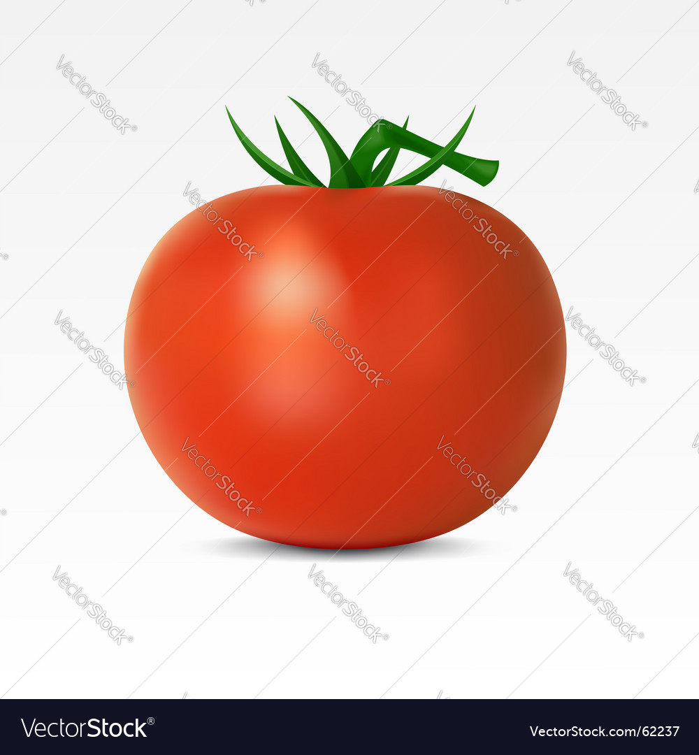 Tomato Royalty Free Vector Image - VectorStock