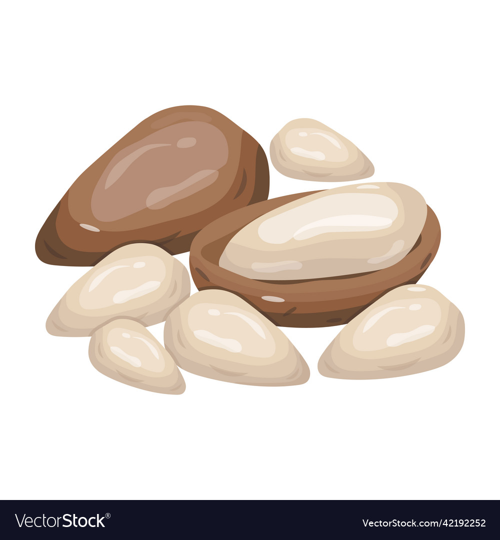 Pine nuts Royalty Free Vector Image - VectorStock