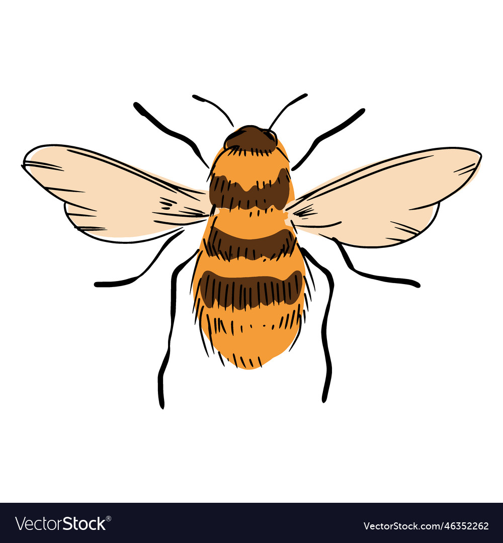 Bee Royalty Free Vector Image - VectorStock