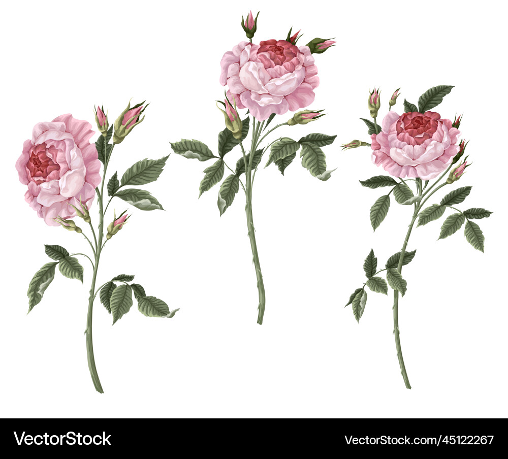 Pink vintage roses isolated Royalty Free Vector Image