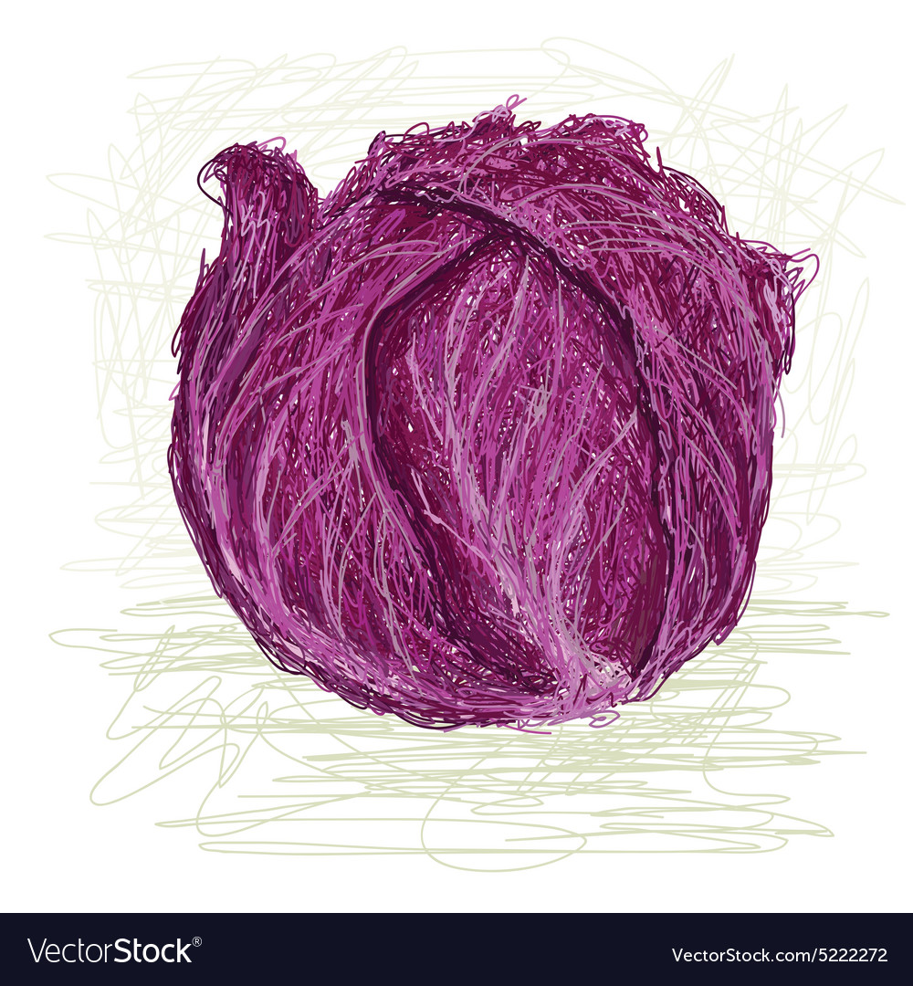 Red cabbage Royalty Free Vector Image - VectorStock