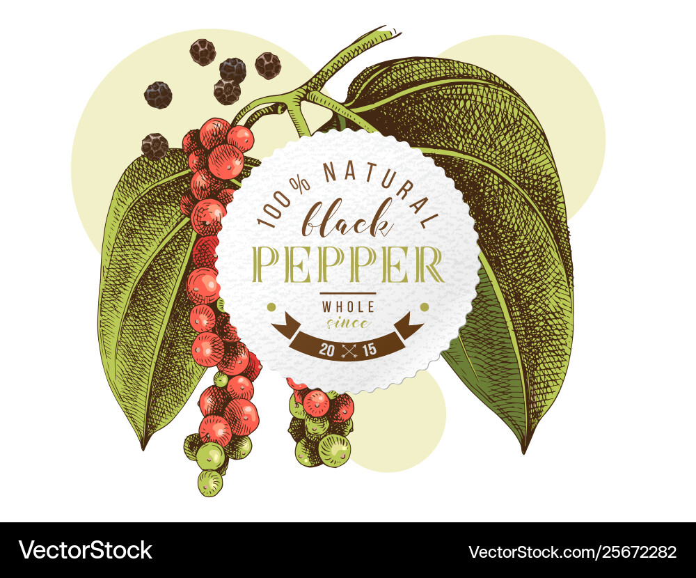 Black pepper emblem over hand drawn plant Vector Image