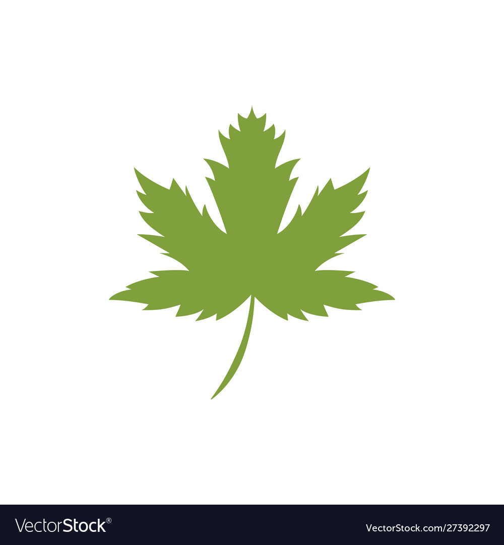 Maple leaf Royalty Free Vector Image - VectorStock