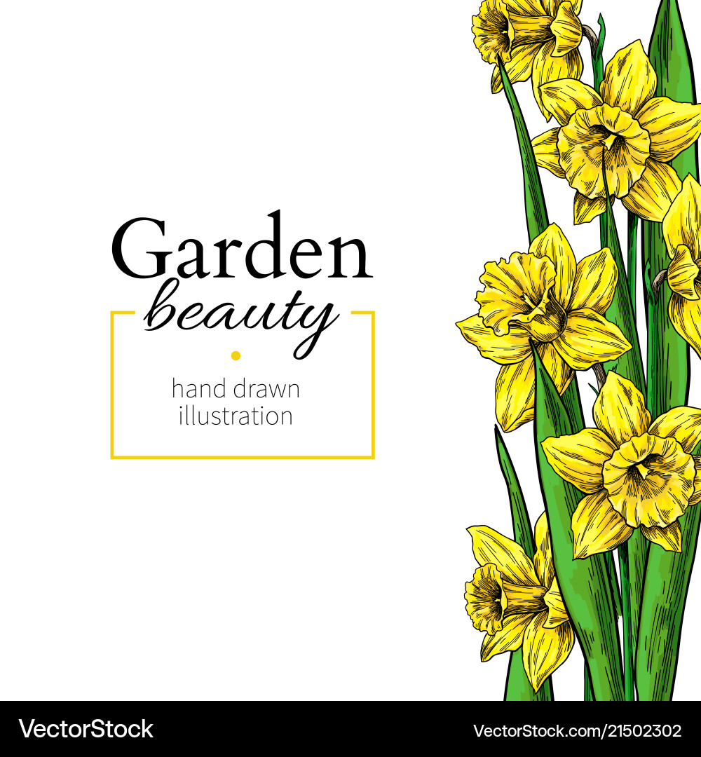 Daffodil flower and leaves border drawing Vector Image